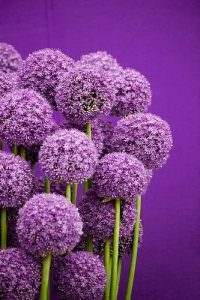 Chiroyli va chiroyli atirgullarning rasmlari guruhi - Misr sayti