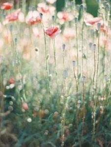 Chiroyli va chiroyli atirgullarning rasmlari guruhi - Misr sayti