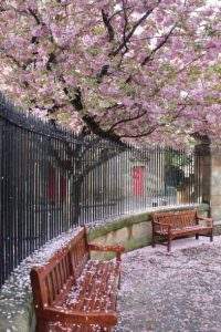 Chiroyli va chiroyli atirgullarning rasmlari guruhi - Misr sayti