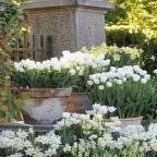 Chiroyli va chiroyli atirgullarning rasmlari guruhi - Misr sayti